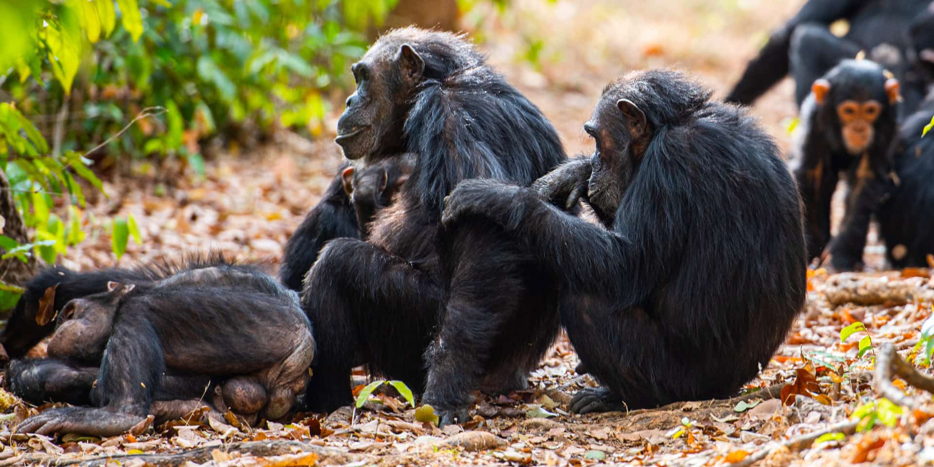 A Traveler’s Guide to Visiting Gombe National Park: Experience the Wild ...